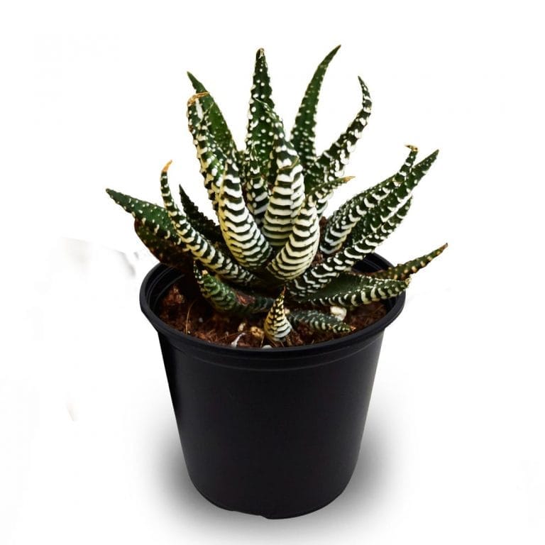 Zebra Haworthia succulent Plant Buy Online | trivandrumgardentech.com