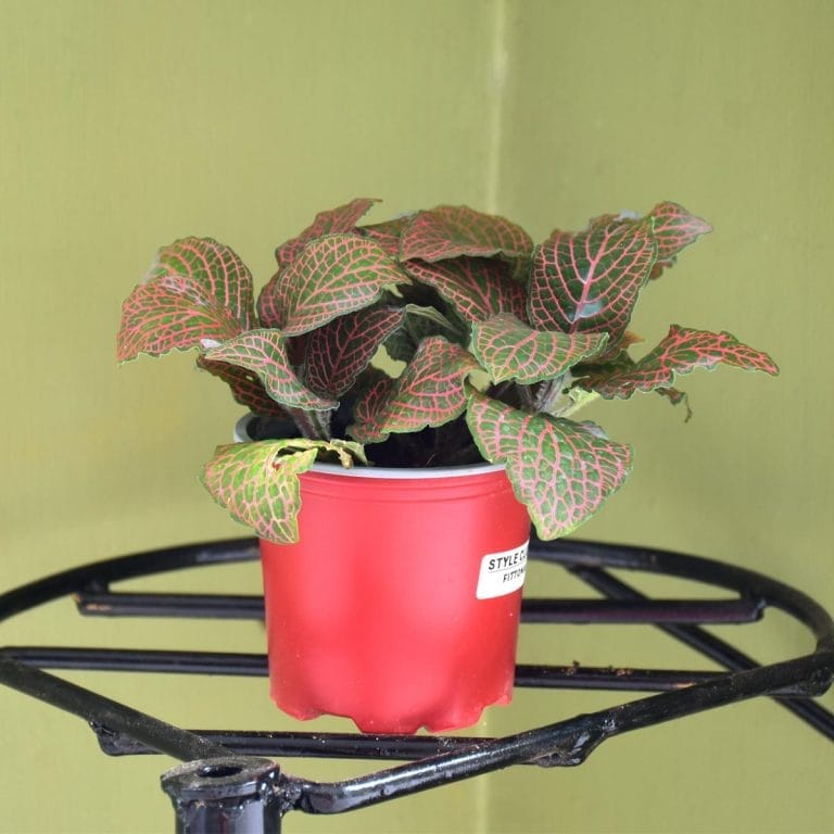 Fittonia- Pink Nerve Plant Buy Online | trivandrumgardentech.com