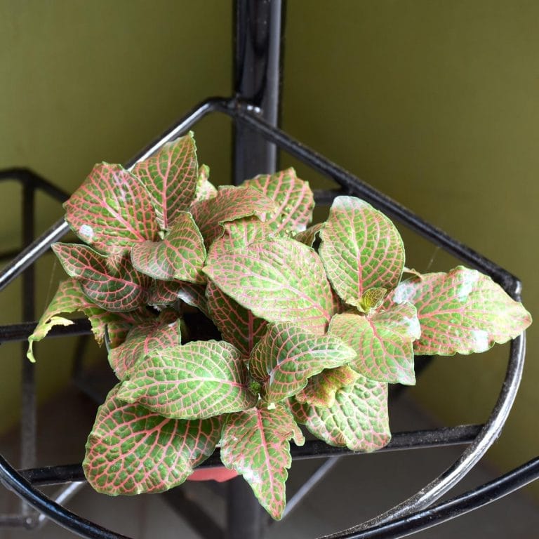 Fittonia- Pink Nerve Plant Buy Online | trivandrumgardentech.com