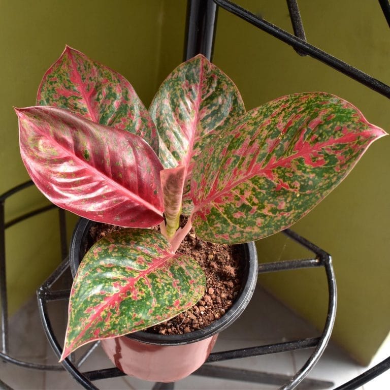 Aglaonema Snow White - Buy Online | trivandrumgardentch.com