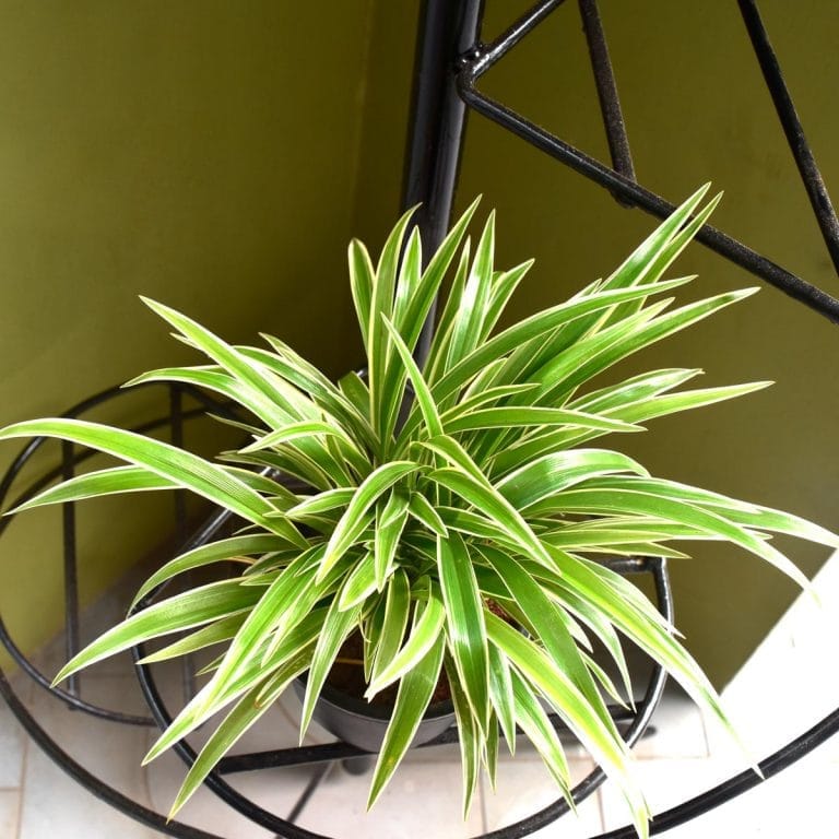 Spider Plant | Chlorophytum Comosum variegated - trivandrumgardentech