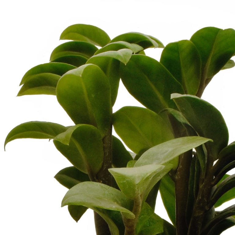 Zamioculcas zamiifolia 'Zenzi' - Dwarf ZZ Plant | Trivandrum Gardentech