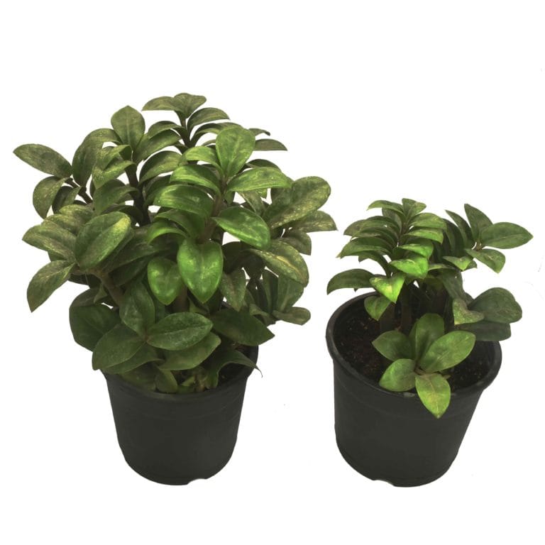 Zamioculcas zamiifolia 'Zenzi' - Dwarf ZZ Plant | Trivandrum Gardentech